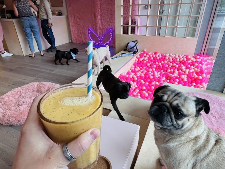 Pug-Themed Café Opened in London – CuppaPug – URBAN-ADVENTURER