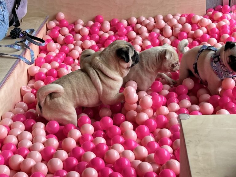 Pug-Themed Café Opened in London – CuppaPug – URBAN-ADVENTURER