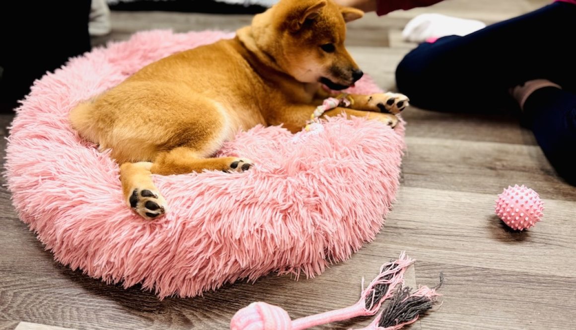 Shiba Inus with Love Archives – URBAN-ADVENTURER