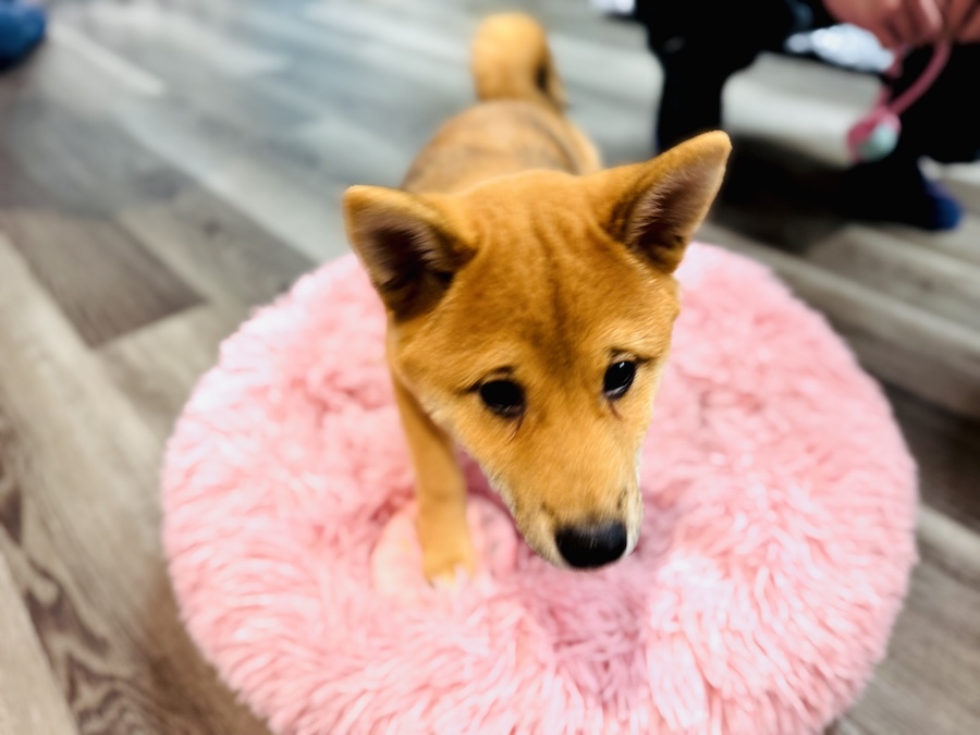 London’s First Shiba Inu Dog Café – Shiba Inus with Love – URBAN-ADVENTURER