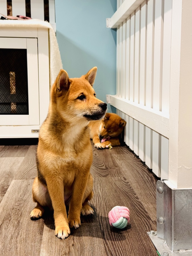 London’s First Shiba Inu Dog Café – Shiba Inus with Love – URBAN-ADVENTURER
